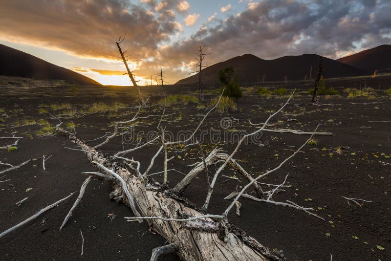 Dead Trees on a Sunset Sky Background. Stock Image - Image of adventure ...