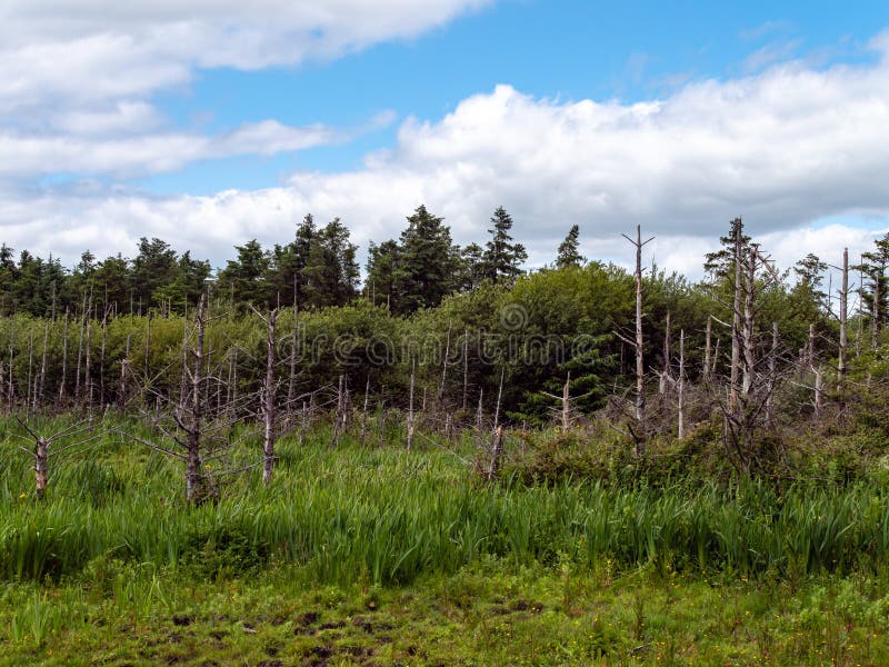 Dead Trees on Swampy Soil in Summer, Landscape. Swamp Stock Image ...