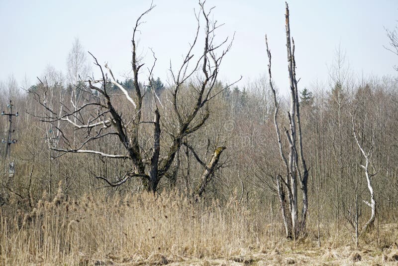 Dead Trees in a Swampy Meadow. Belarusian Landscape. a Solid Spring Day ...