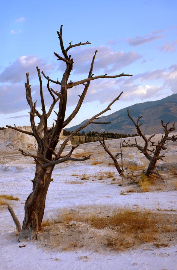 Dead Trees on Terrace stock image. Image of barren, spring - 254731