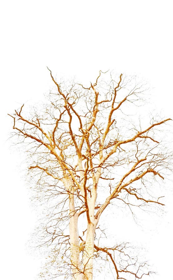 Dead trees stock photo. Image of needle, decoration, grass - 40950696