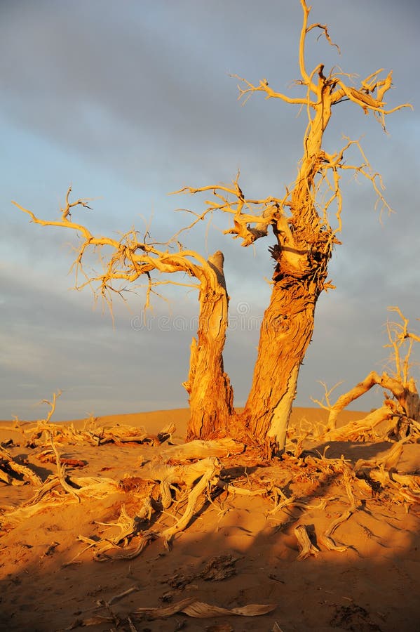 Dead trees stock image. Image of deserts, branches, beautiful - 31218707