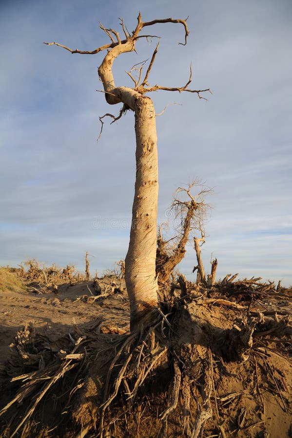 Dead trees stock image. Image of deserts, branches, beautiful - 31218707