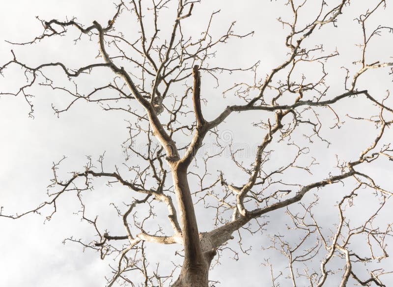 Dead trees stock photo. Image of rural, brown, global - 46645660