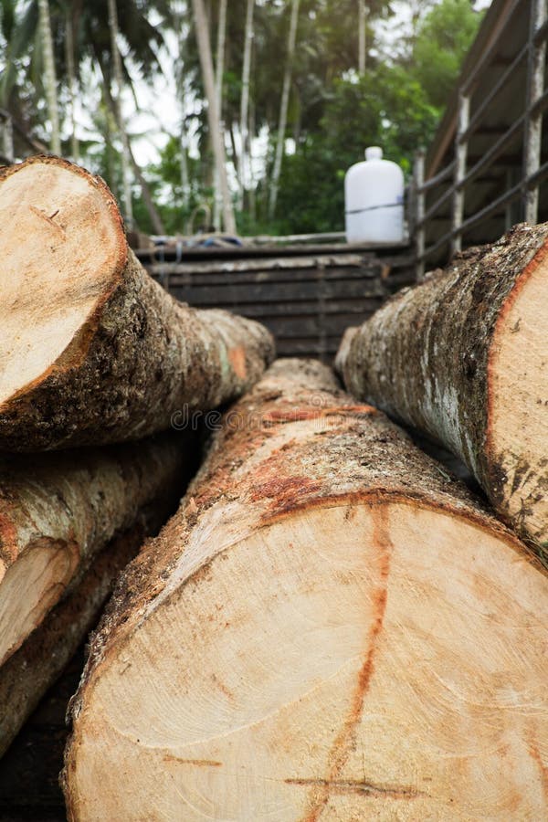 Dead Trees.Trees Being Cut. Stock Image - Image of tree, ring: 79358257