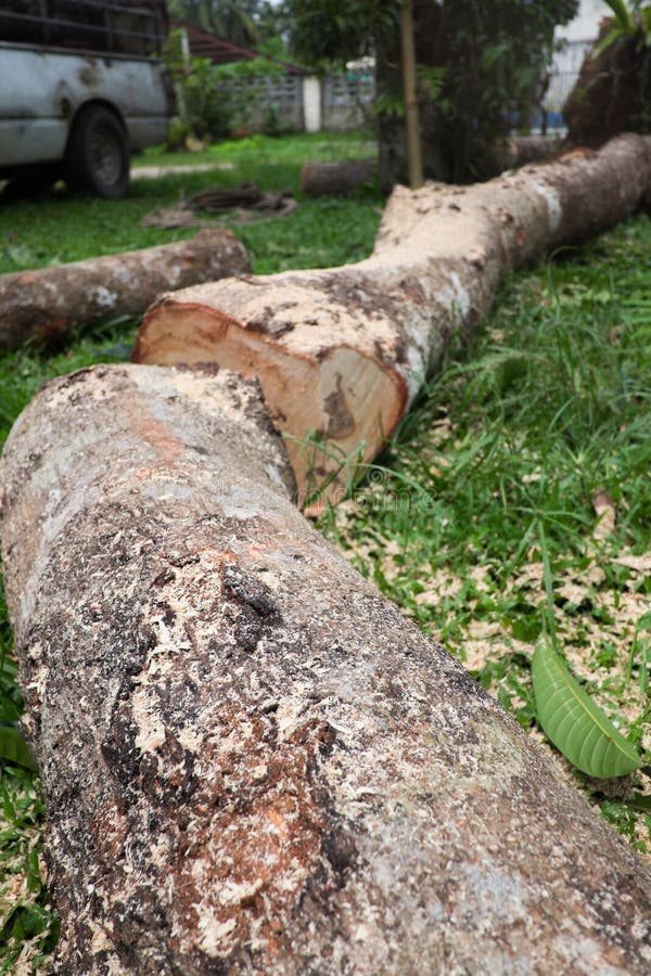 Dead Trees.Trees Being Cut. Stock Image - Image of branches, trimming ...