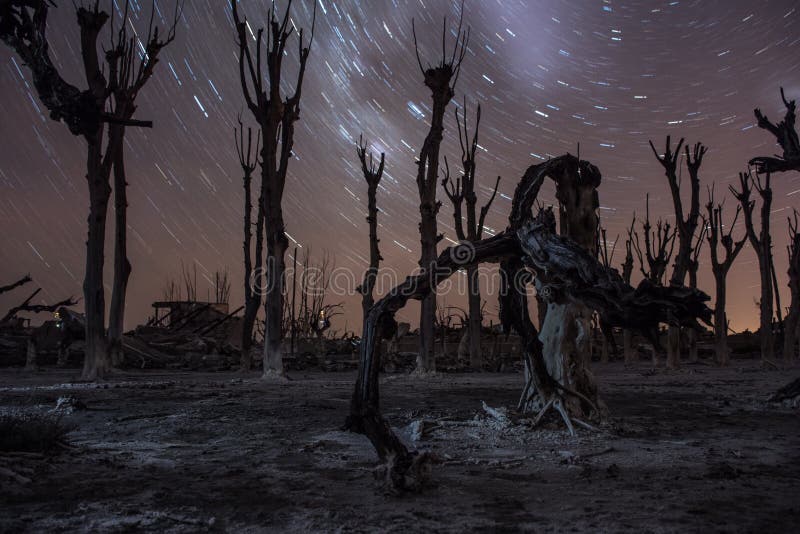 Dead Trees Under the Beautiful Starry Night Sky Stock Photo - Image of ...