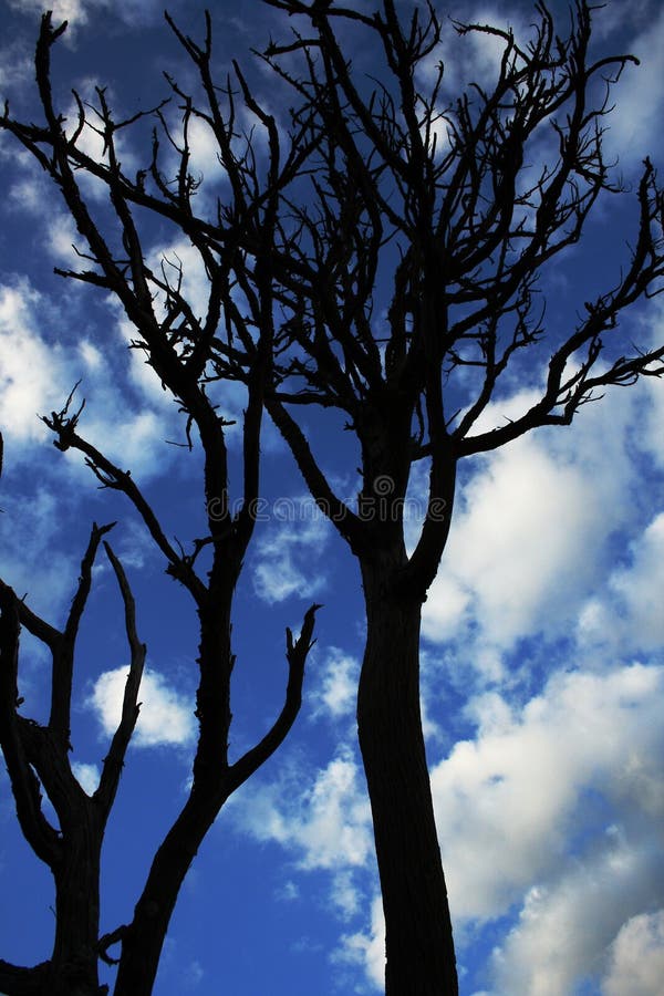 Dead Trees Under White Cloudy Blue Sky Stock Photo - Image of angle ...
