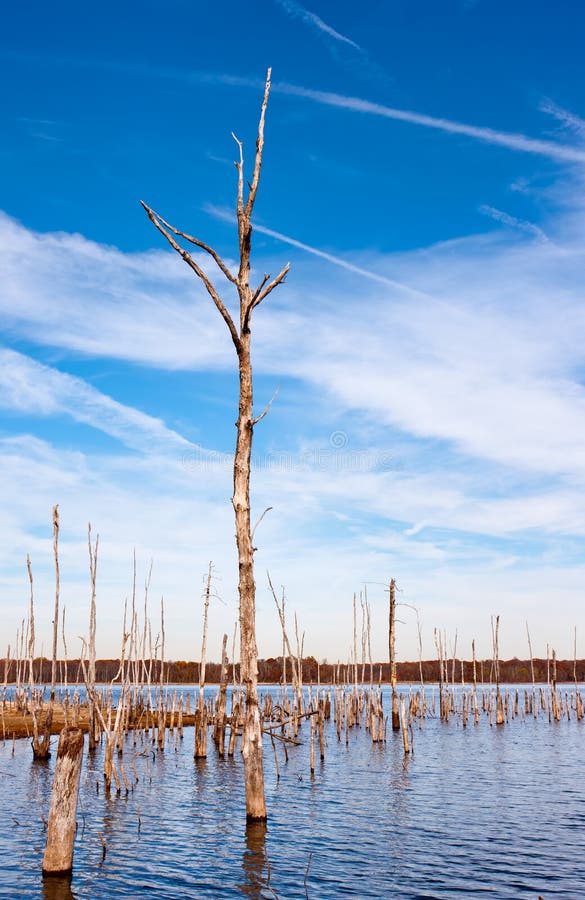 Dead Trees in the Water stock photo. Image of lakes, forests - 17714958
