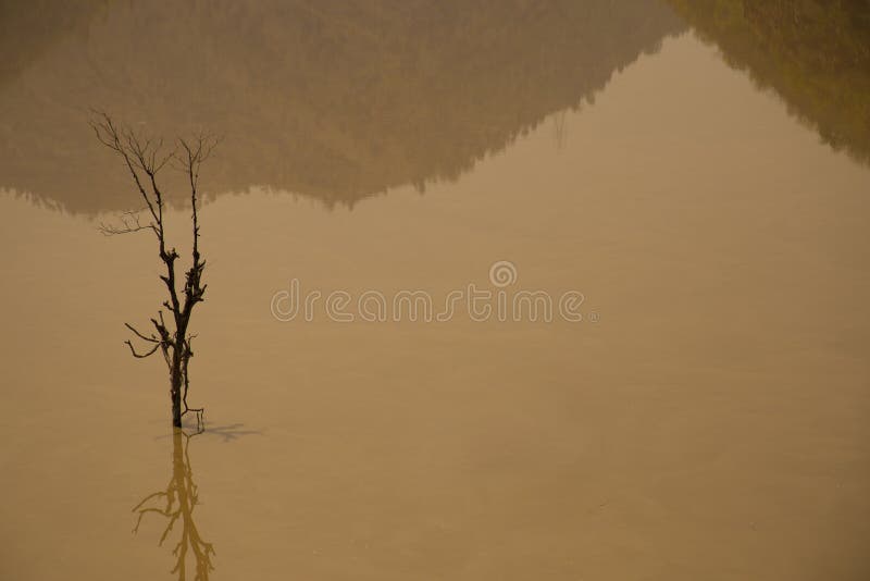 Dead trees in the water. stock image. Image of branch - 147260347