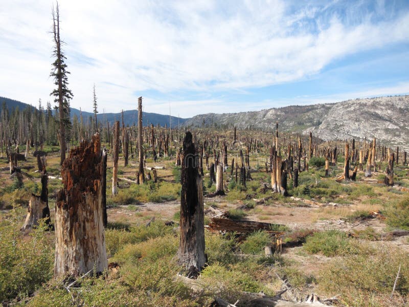 Dead trees after Wildfire stock photo. Image of forest - 26993606