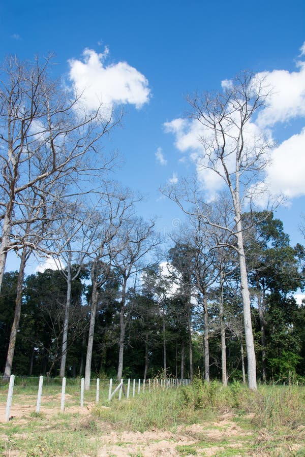 Dead Trees Wither and Dry Forest Destruction at the Hands of a Stock ...