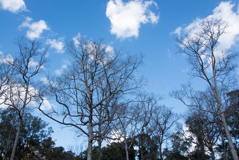 Dead Trees Wither and Dry Forest Destruction at the Hands of a Stock ...