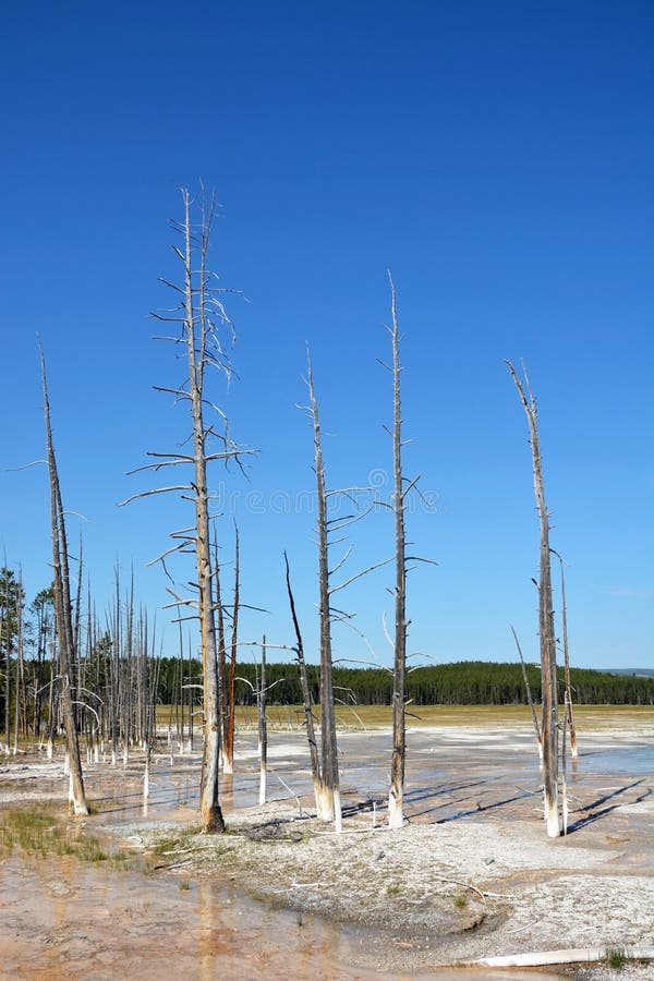 Dead Trees stock photo. Image of geyser, calcium, natural - 34962770