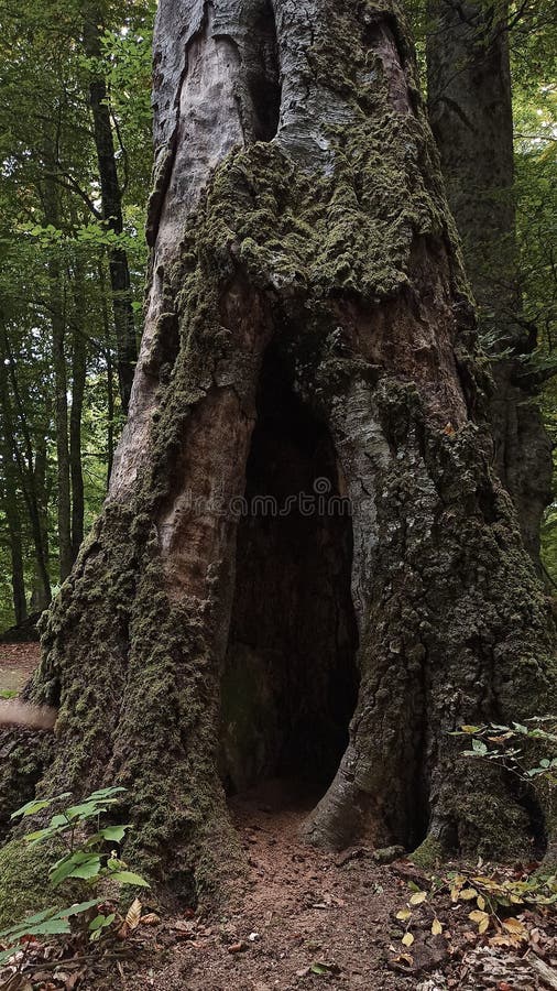 1,798 Animal Lair Stock Photos - Free & Royalty-Free Stock Photos from ...