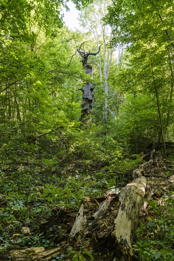 Dead trunk stock photo. Image of beautiful, backdrop - 109525524