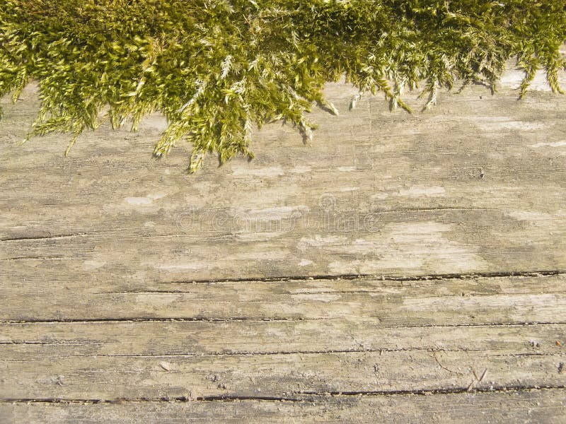 Dead trunk tree stock photo. Image of dead, forest, detailed - 14172028