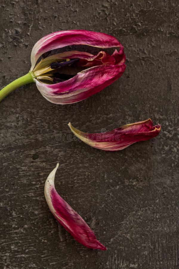 Dead Tulip stock image. Image of bouquet, tulip, isolated - 90239299