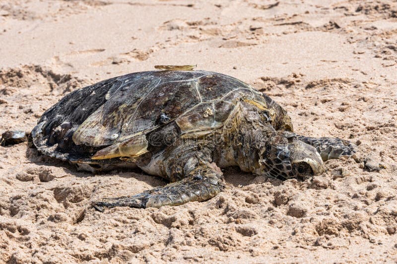 Dead turtle on the beach stock photo. Image of mammal - 263036618