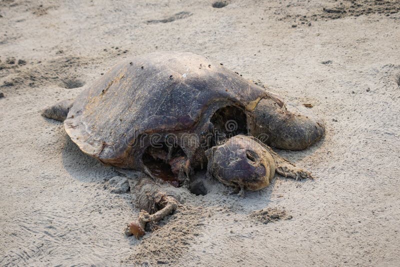 Dead Turtle Carcass Washed Ashore on Sea Beach. the Species is of Olive ...