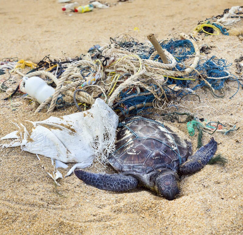 Turtle Entangled in Plastic in the Ocean. Environmental Problem of ...