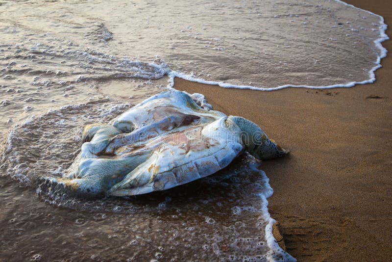 A dead turtle on the beach stock photo. Image of abstract - 29747504