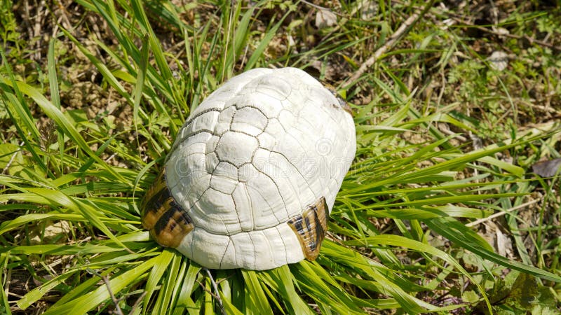 Shell of a dead turtle stock image. Image of shell, death - 15731655