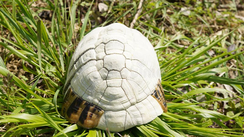 Dead Turtle Shell in Nature Stock Image - Image of grass, death: 191514347