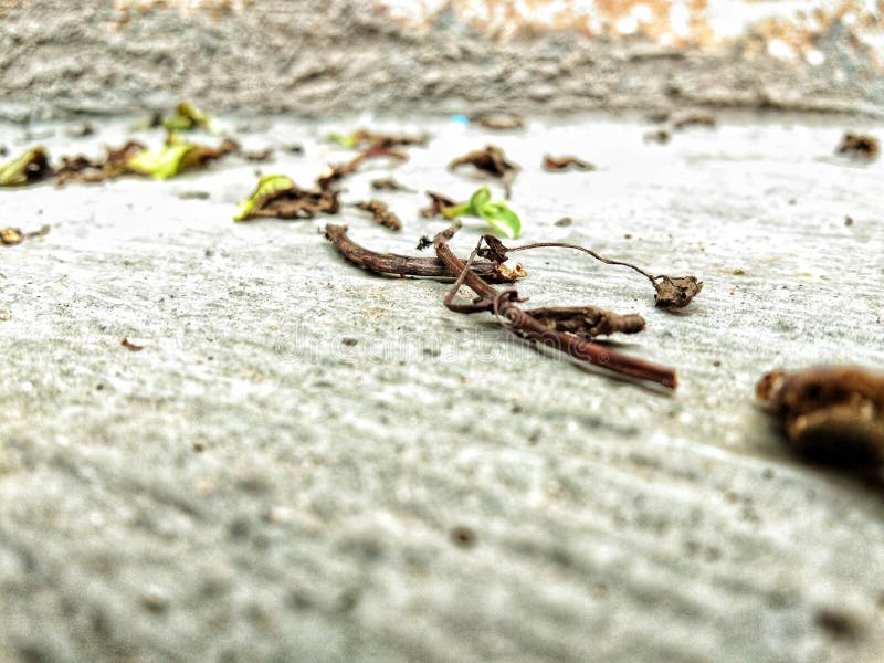 A dead twig stock photo. Image of dead, leaf, invertebrate - 209078754
