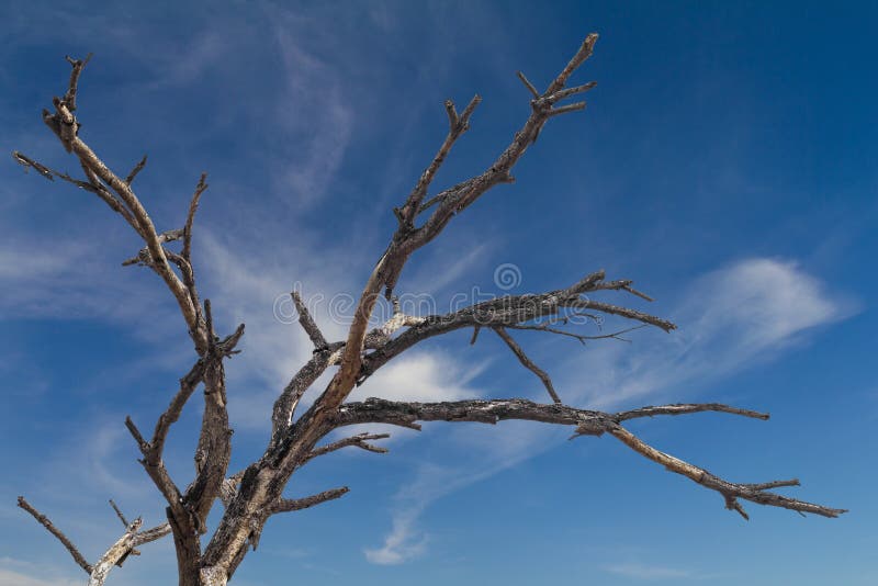 Dead Twigs Against the Sky. Stock Image - Image of decoration, plant ...