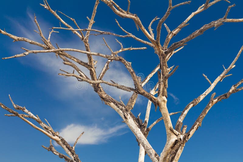 Dead Twigs Against the Sky. Stock Image - Image of decoration, plant ...