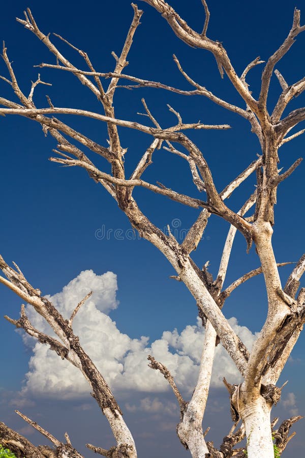 Dead Twigs Against the Sky. Stock Photo - Image of black, plant: 69386182