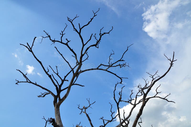 Dead twigs the blue sky stock image. Image of death, bark - 42950663