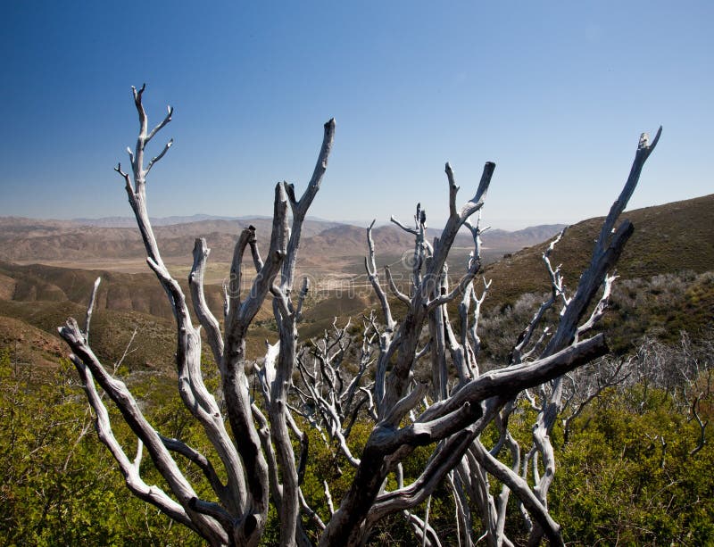 Dead Twigs Frame Anza Borrego State Park Stock Image - Image of hills ...