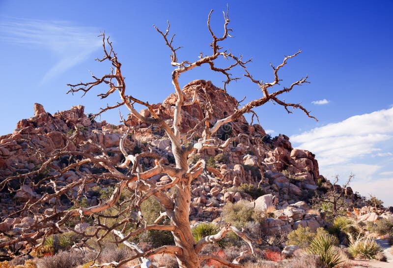 Dead Twisted Tree Hidden Valley Joshua Tree Stock Image - Image of ...