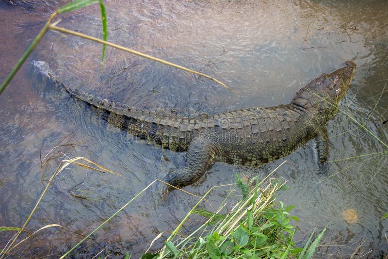 Dead for an Unknown Reason (the Species is Characterized by High ...