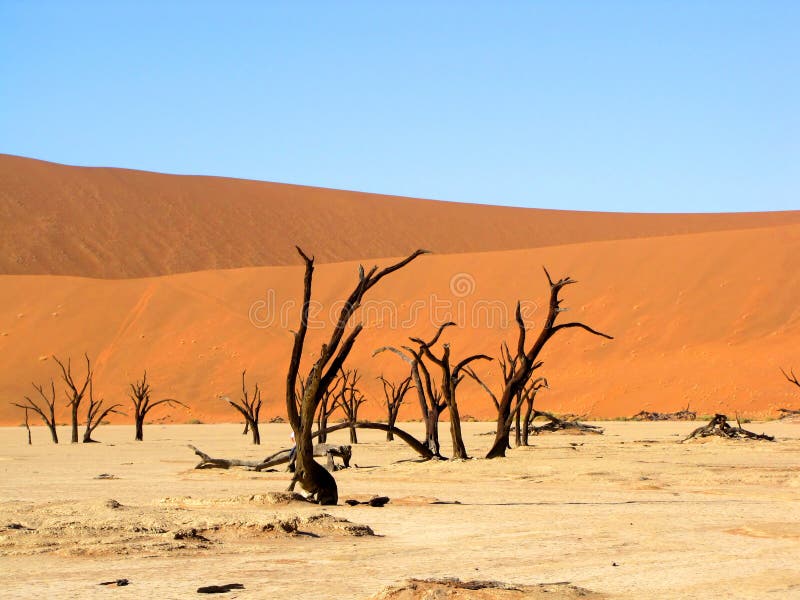 Dead Valley stock image. Image of sand, desert, sossusvlei - 11455759