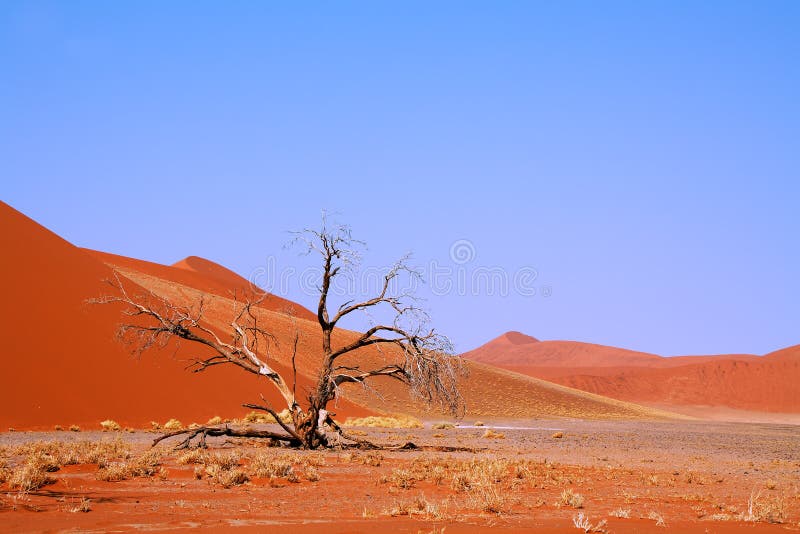 Dead valley in Namibia stock photo. Image of remains - 35946522