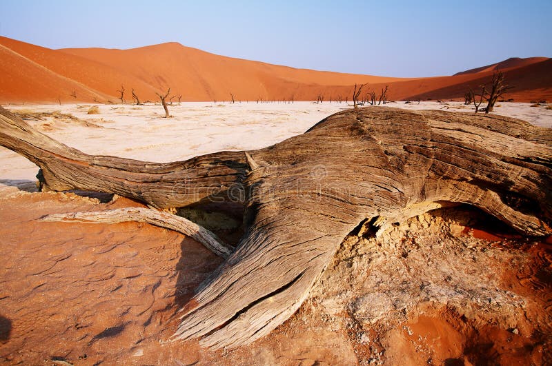 Dead Valley Namibia Stock Photos - Download 1,849 Royalty Free Photos