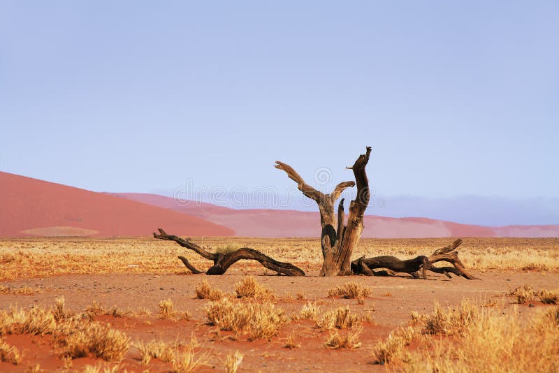 Dead valley in Namibia stock image. Image of climate - 35946779