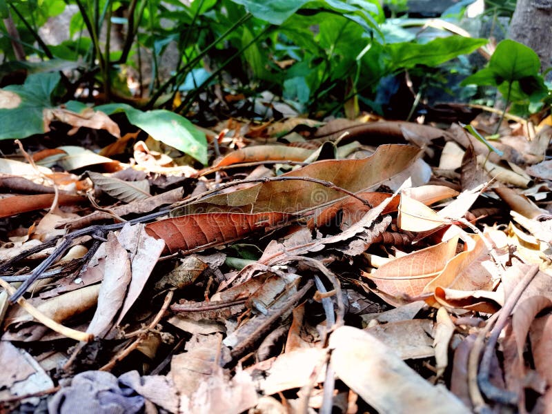 Dead vegetation stock image. Image of leaves, dead, vegetation - 176210095