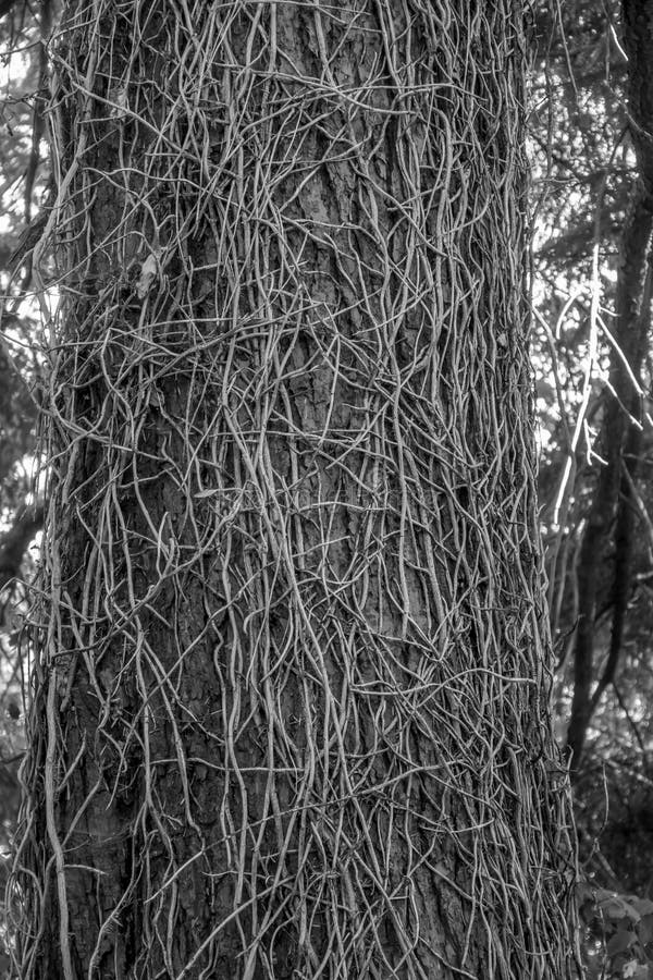 Dead Vines on Tree stock photo. Image of closeup, park - 55319446