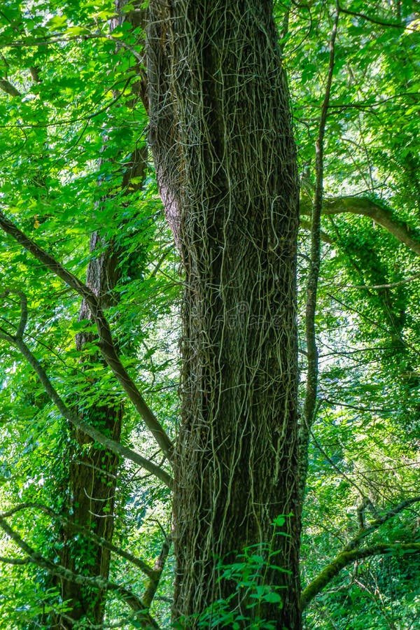 Dead Vines on Tree stock photo. Image of flora, forest - 120121238