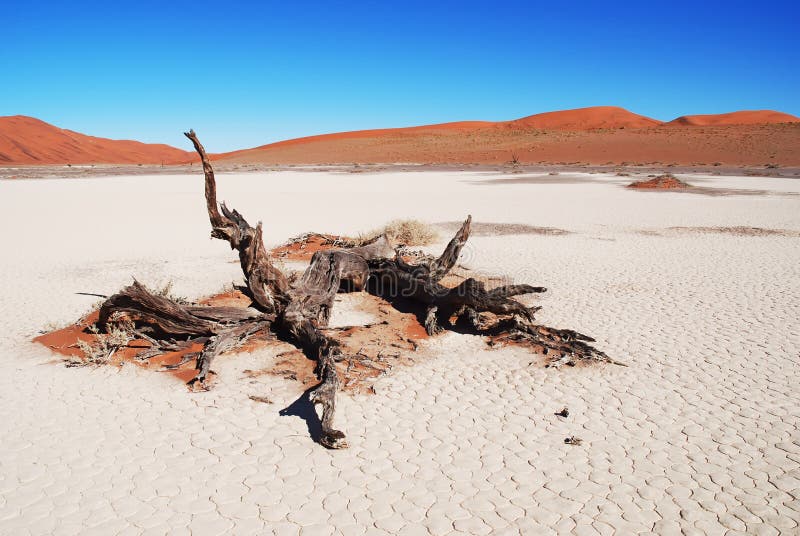 Dead Vlei stock image. Image of vlei, africa, desert - 26076995