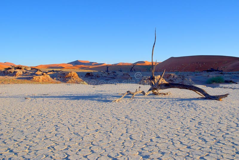 Dead Vlei stock image. Image of vlei, africa, desert - 26076995