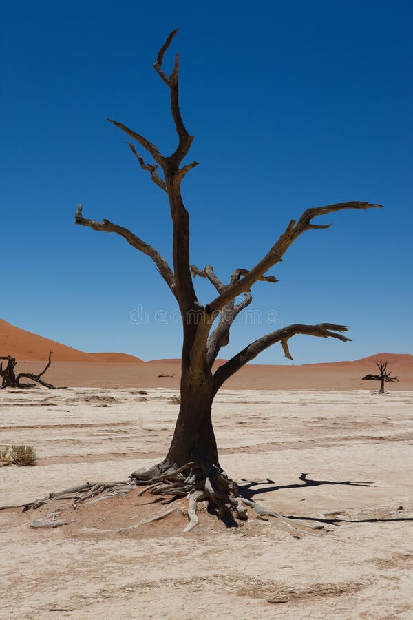 Dead Vlei stock photo. Image of arid, africa, kalahari - 51374332