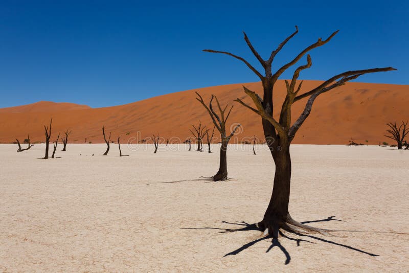 Dead Vlei stock photo. Image of deadvlei, river, dust - 53994784