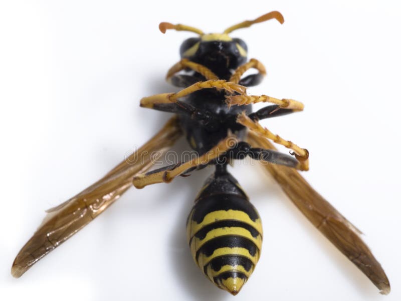 Dead wasp stock image. Image of details, close, isolated - 215717
