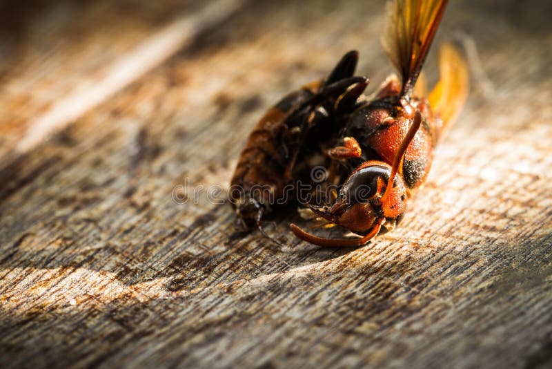 Dead wasp stock photo. Image of nest, poisonous, nature - 36374908