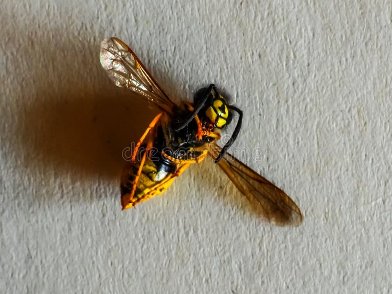 Dead wasp on the ground stock image. Image of dead, lying - 231163893